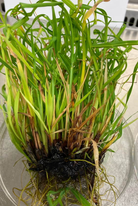 Food Biotechnology Lab | DSU College of Agriculture, Science & Technology